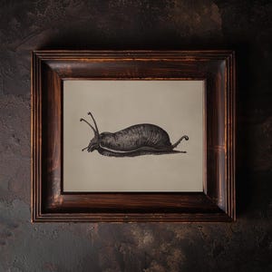 Slug Art Print Anatomy Slug Printable Garden Slug Illustration Vintage ...