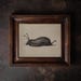 Slug Art Print Anatomy Slug Printable Garden Slug Illustration Vintage ...