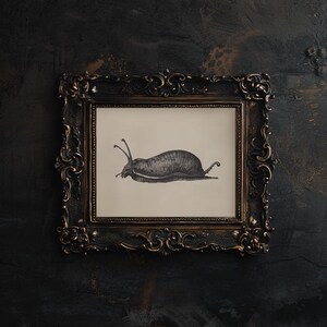 Slug Art Print Anatomy Slug Printable Garden Slug Illustration Vintage ...