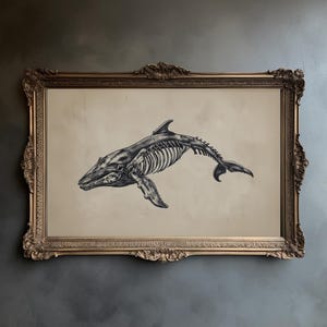Vintage Whale Skeleton Art Printable Whale Anatomy Illustration ...