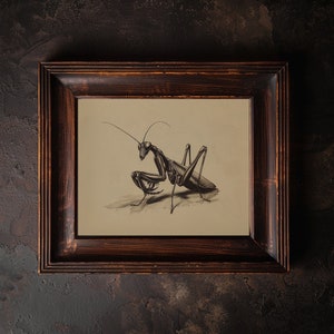 Praying Mantis Wall Art Moody Insect Printable Vintage Insect Drawing ...