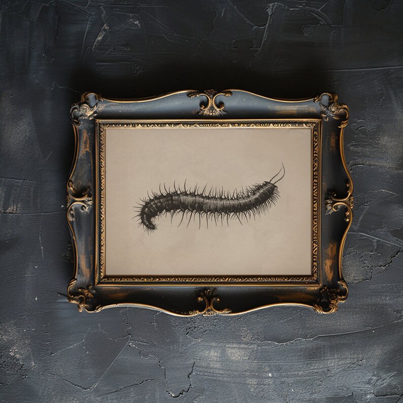 Centipede Entomology Printable Illustration, Vintage Centipede Specimen ...