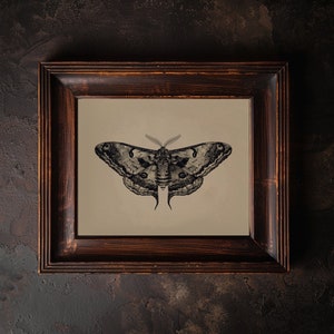 Vintage Moth Art Print Gothic Moth Printable Insect Entomology Sketch ...