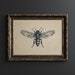 Hornet Art Print Wasp Entomology Printable Insect Illustration for Bug ...