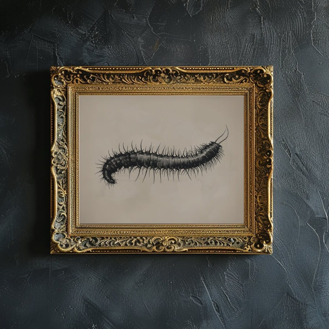 Centipede Entomology Printable Illustration, Vintage Centipede Specimen ...
