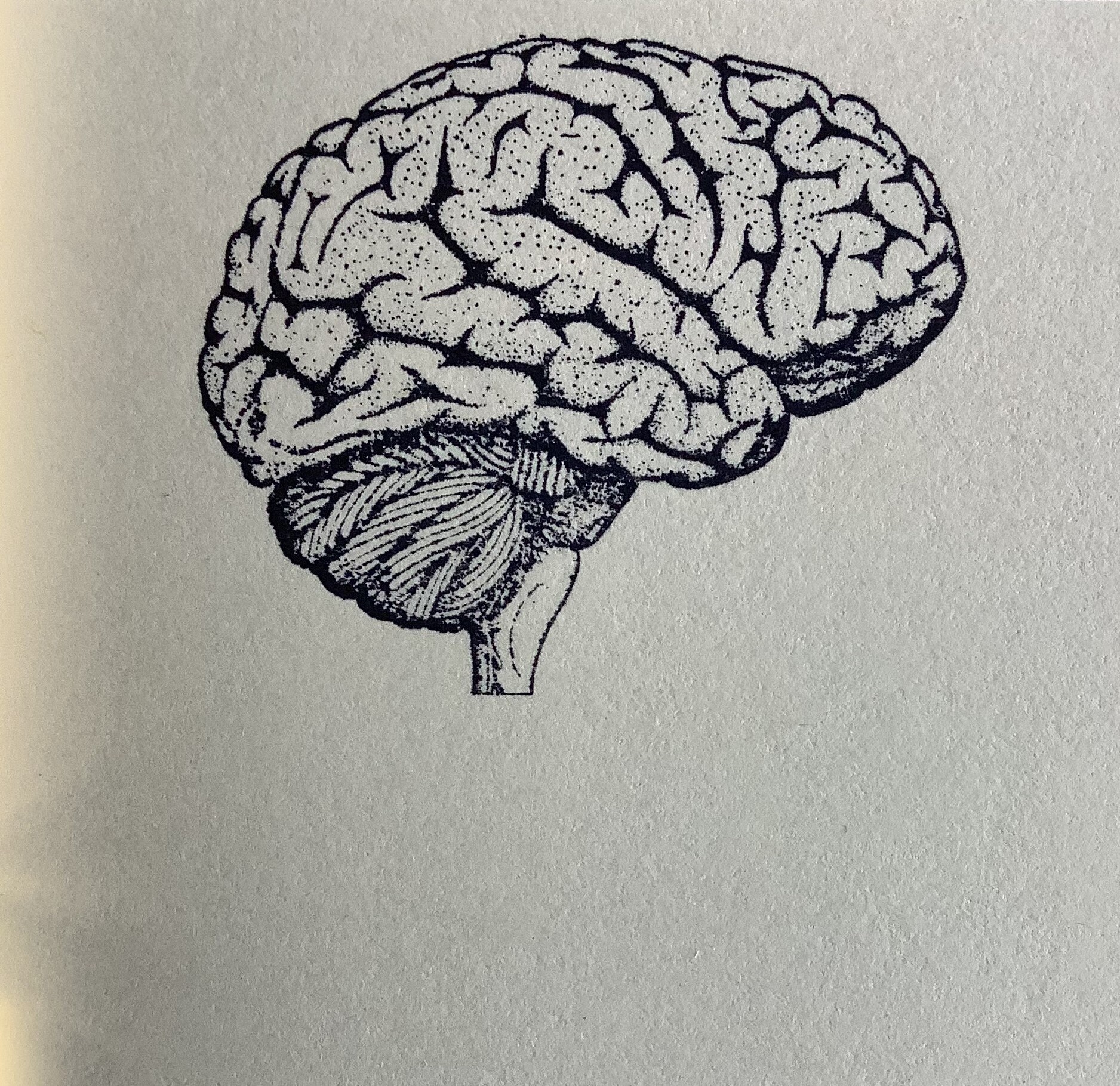 Brain Notecard Set of 12, Correspondence Card Set, Anatomy Card Set - Etsy