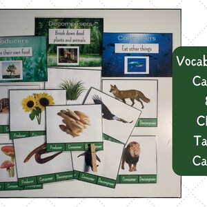 Ecosystems | Producers, Consumers, Decomposers | Food Chain | REAL ...