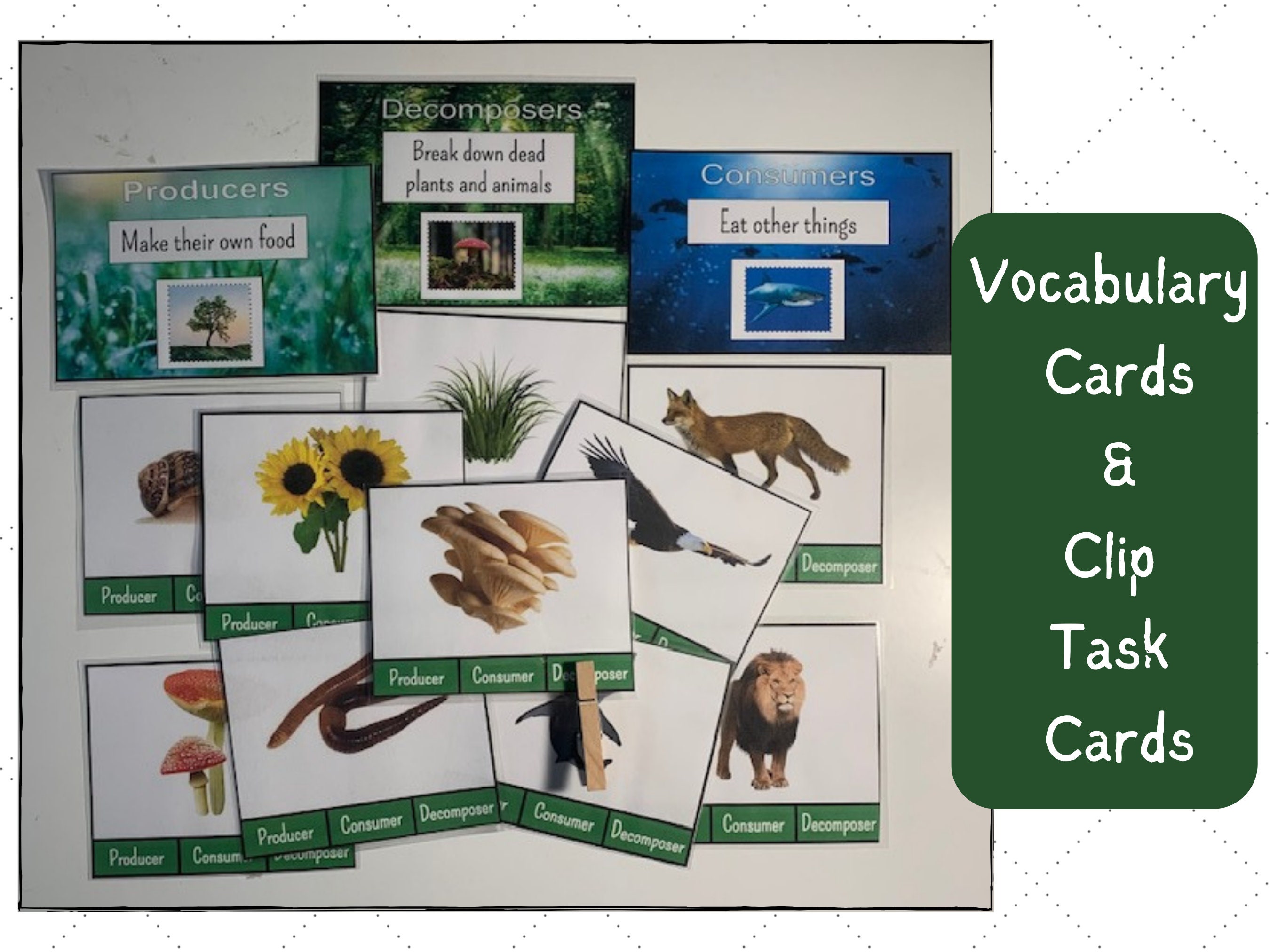 Ecosystems | Producers, Consumers, Decomposers | Food Chain | REAL ...