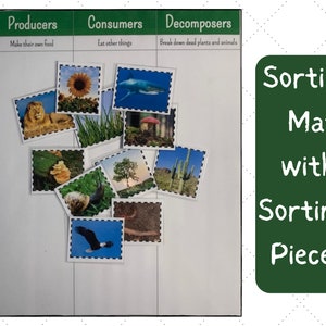 Ecosystems | Producers, Consumers, Decomposers | Food Chain | REAL ...