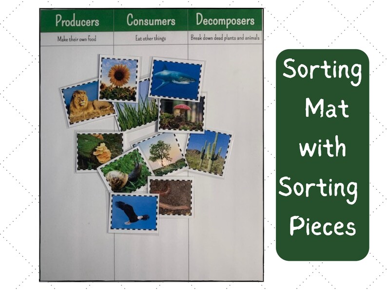 Ecosystems | Producers, Consumers, Decomposers | Food Chain | REAL ...