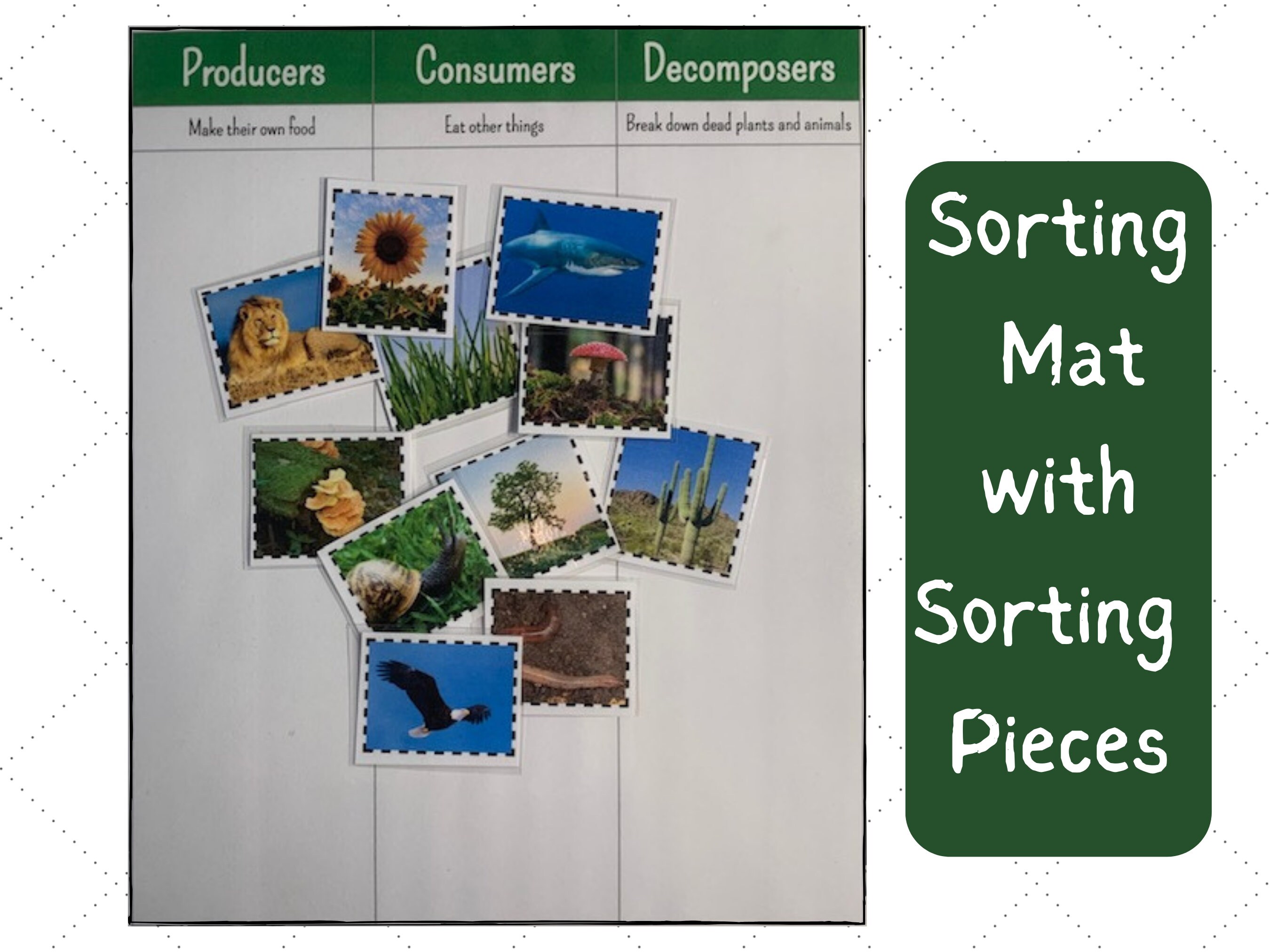 Ecosystems | Producers, Consumers, Decomposers | Food Chain | REAL ...