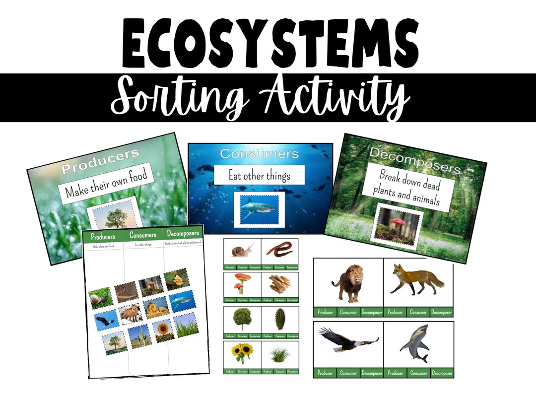 Ecosystems | Producers, Consumers, Decomposers | Food Chain | REAL ...
