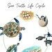 Sea Turtle Life Cycle Print + Sequencing Activity - Etsy