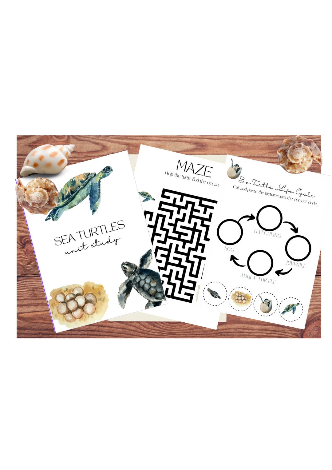 Sea Turtles Unit Study Montessori Homeschool - Etsy