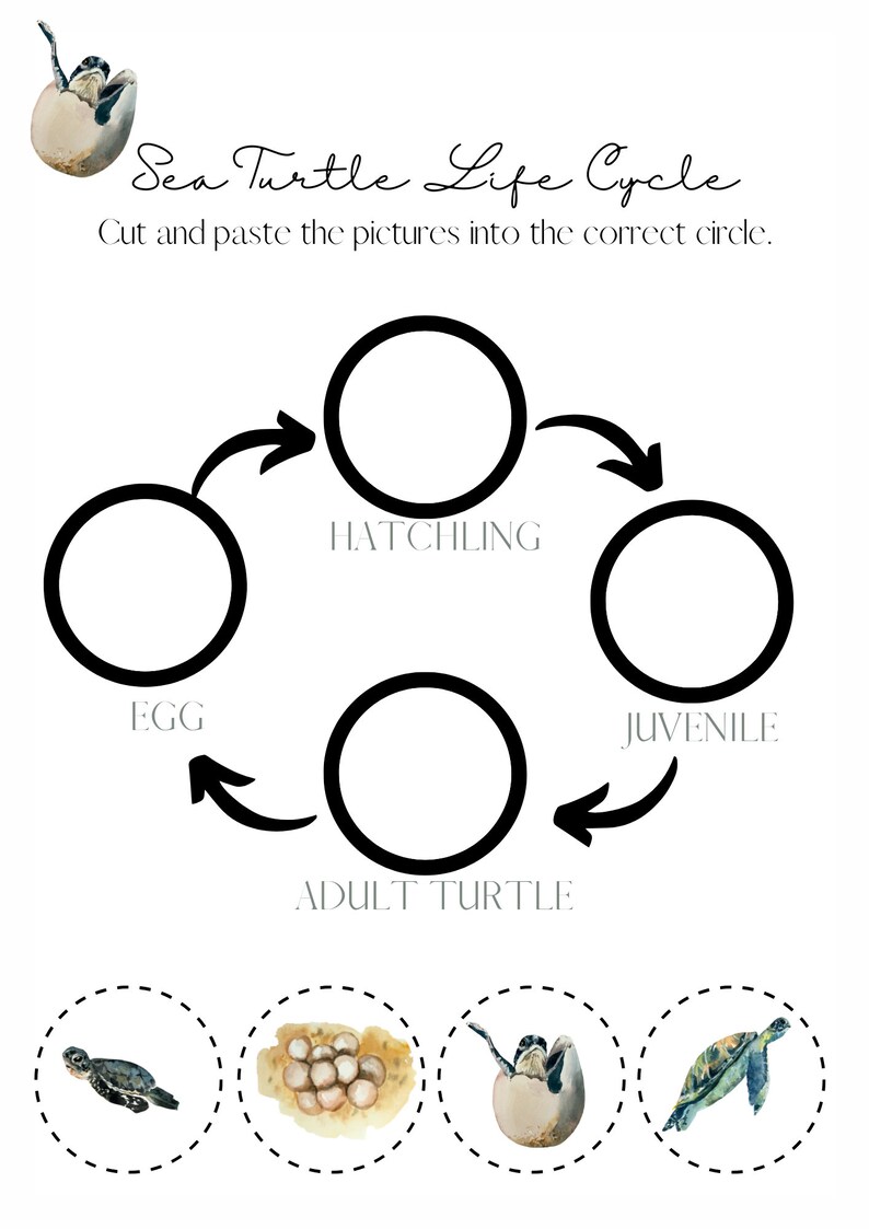 Sea Turtles Unit Study Montessori Homeschool - Etsy