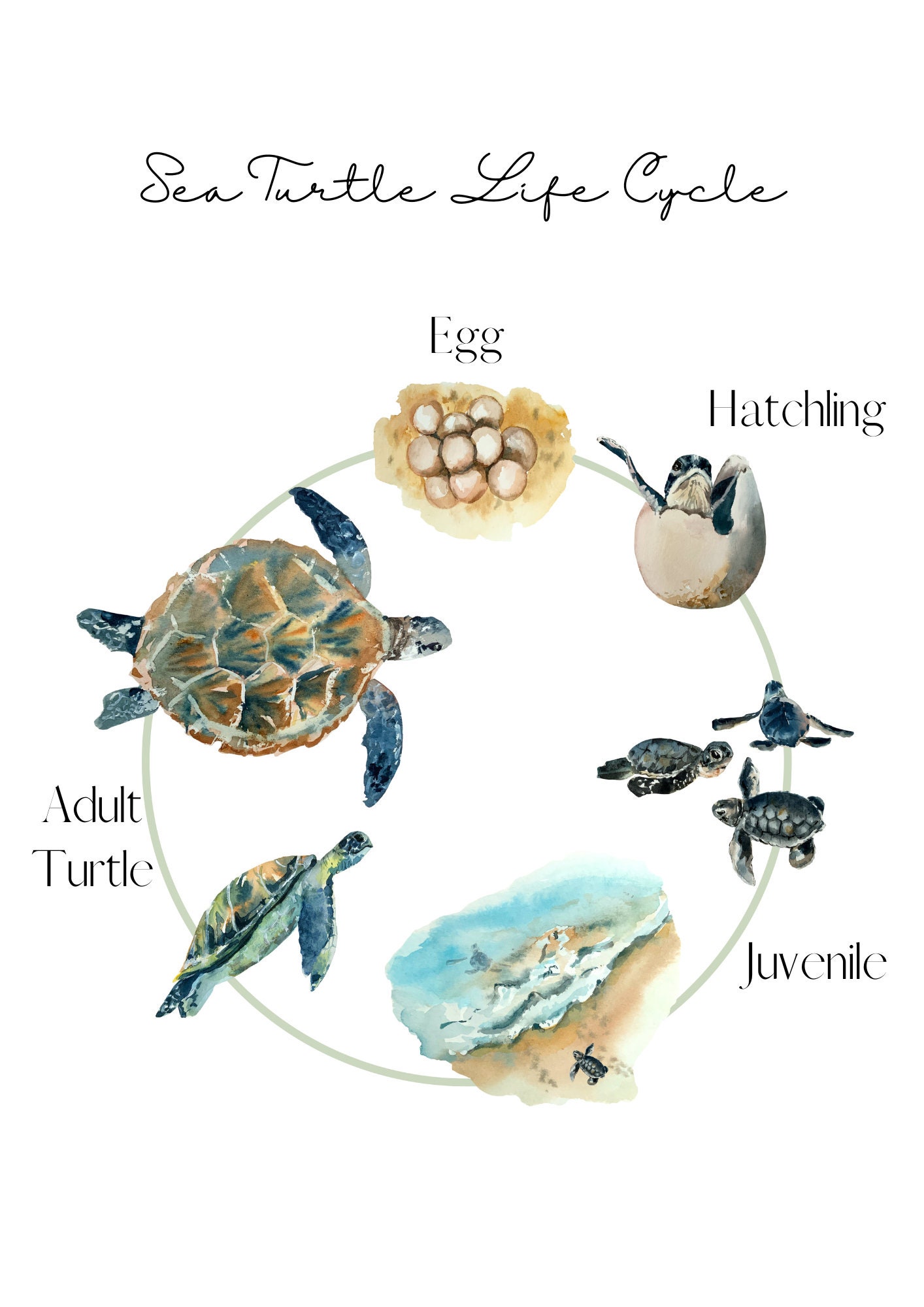 Sea Turtles Unit Study Montessori Homeschool - Etsy