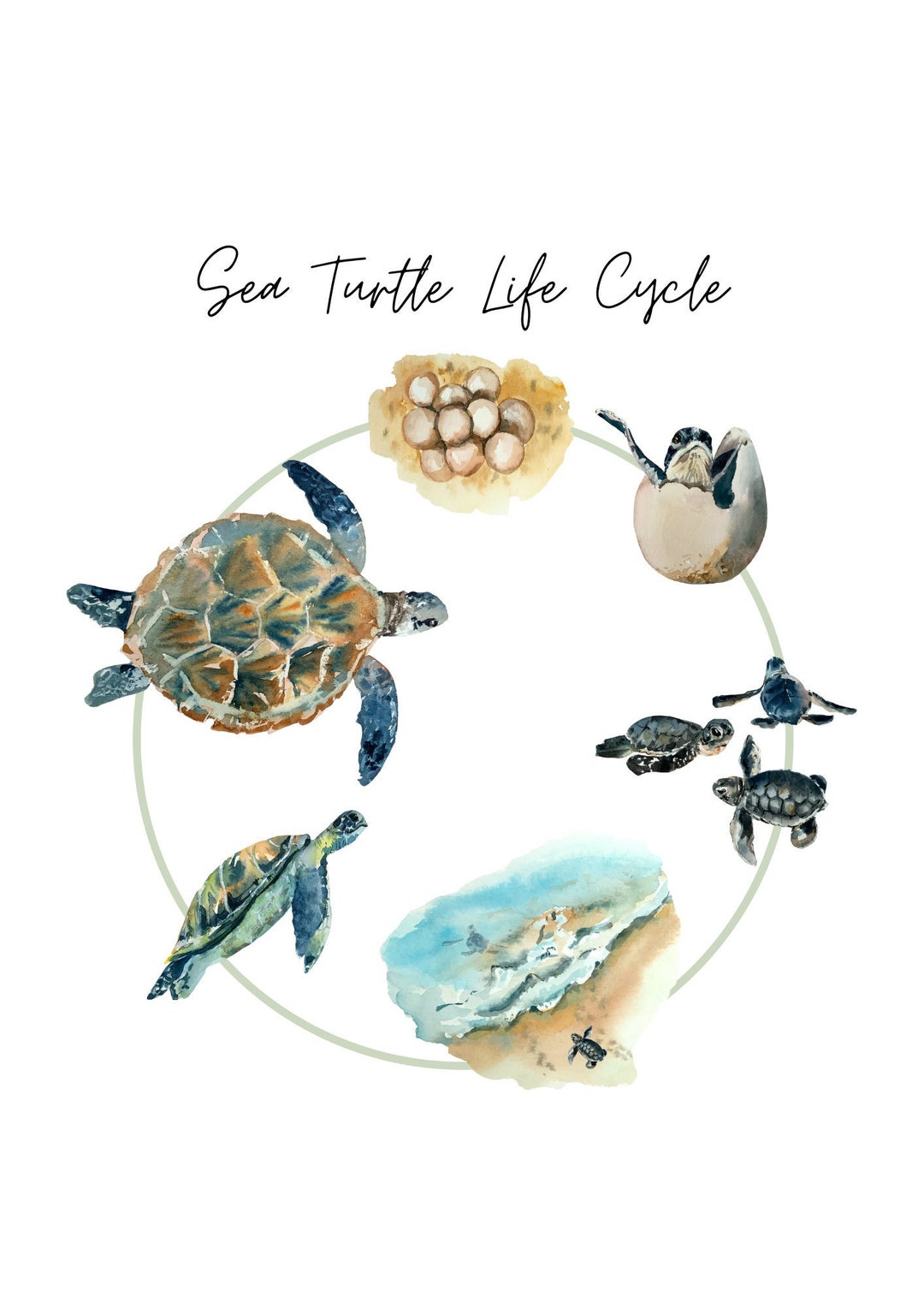 Sea Turtle Life Cycle Print + Sequencing Activity - Etsy