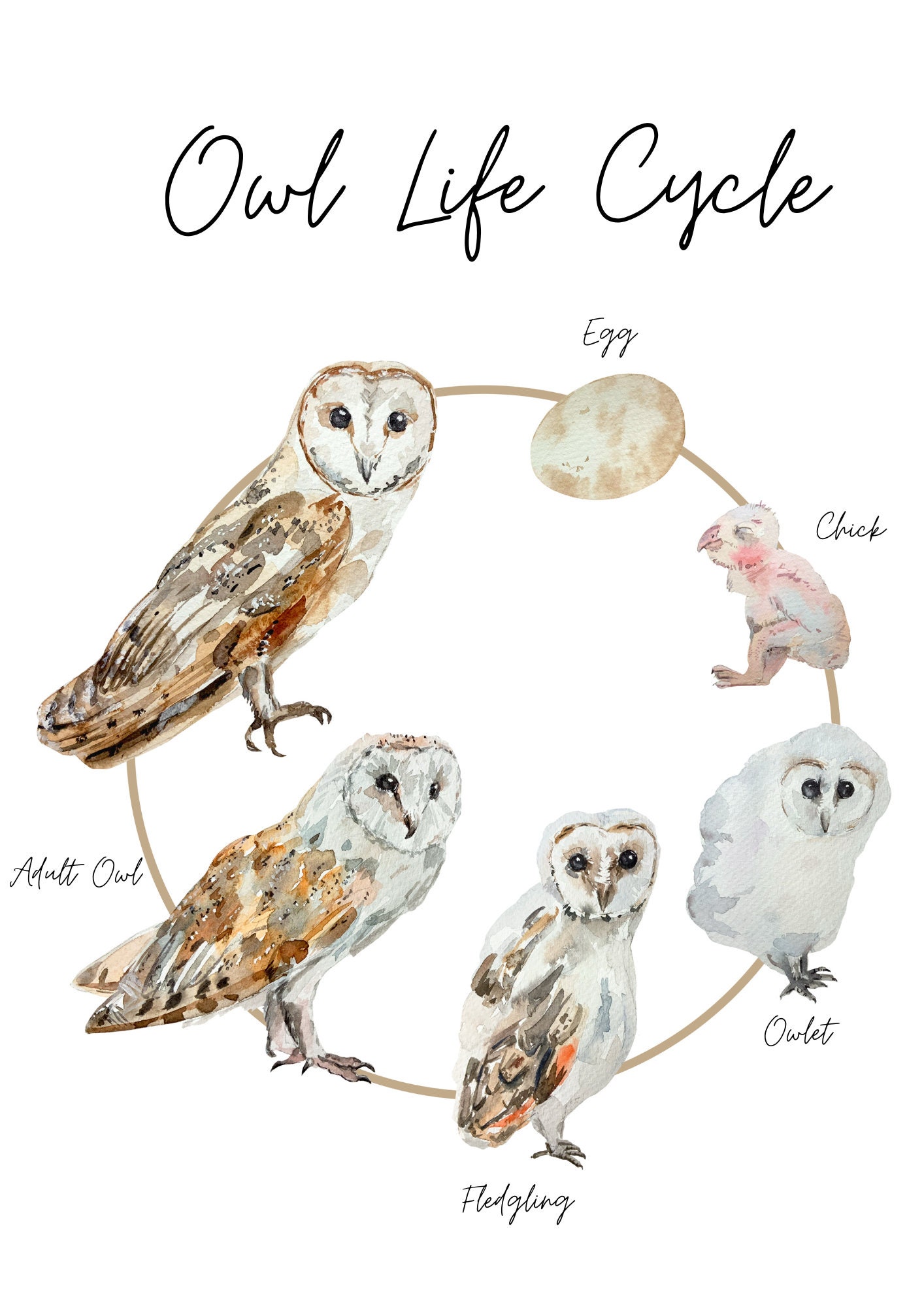 Owl Life Cycle Print - Etsy