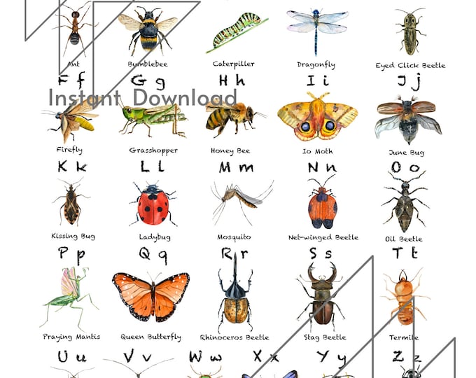 Alphabet Beetles Illustrations Print, Vertical ABC Poster, Nursery A-Z ...
