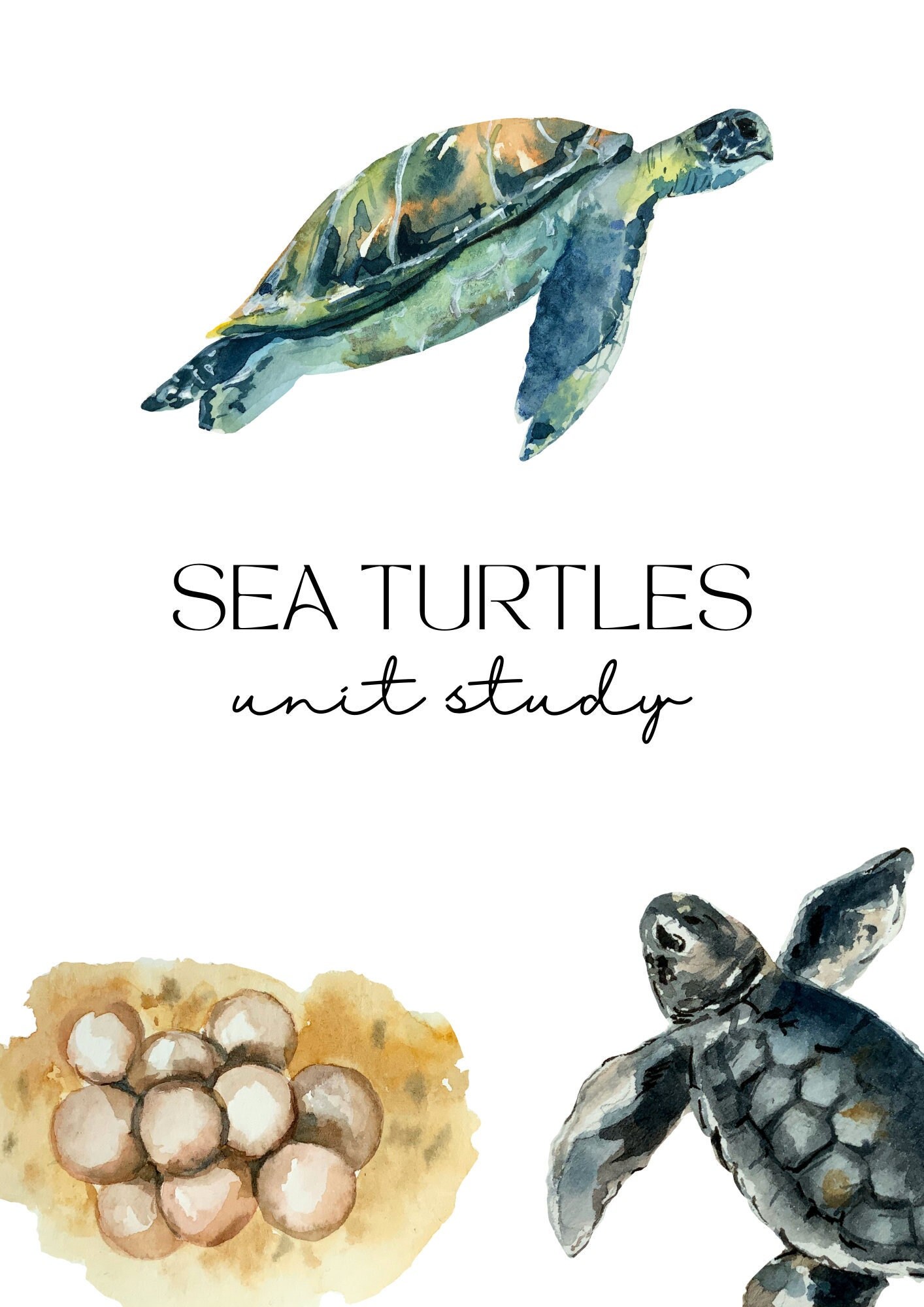 Sea Turtles Unit Study Montessori Homeschool - Etsy
