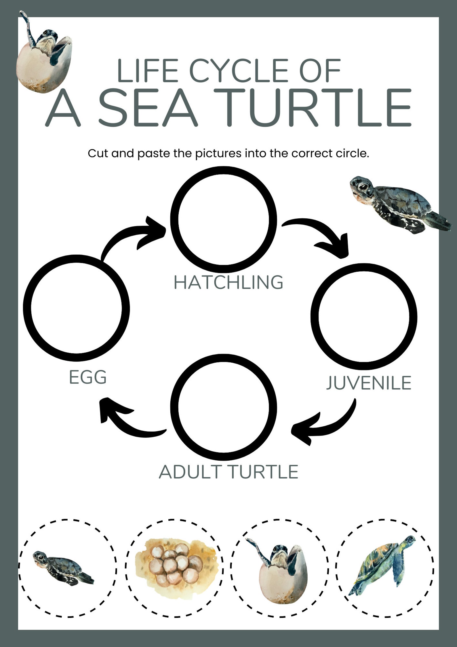 Sea Turtle Life Cycle Print + Sequencing Activity - Etsy