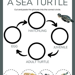 Sea Turtle Life Cycle Print + Sequencing Activity - Etsy