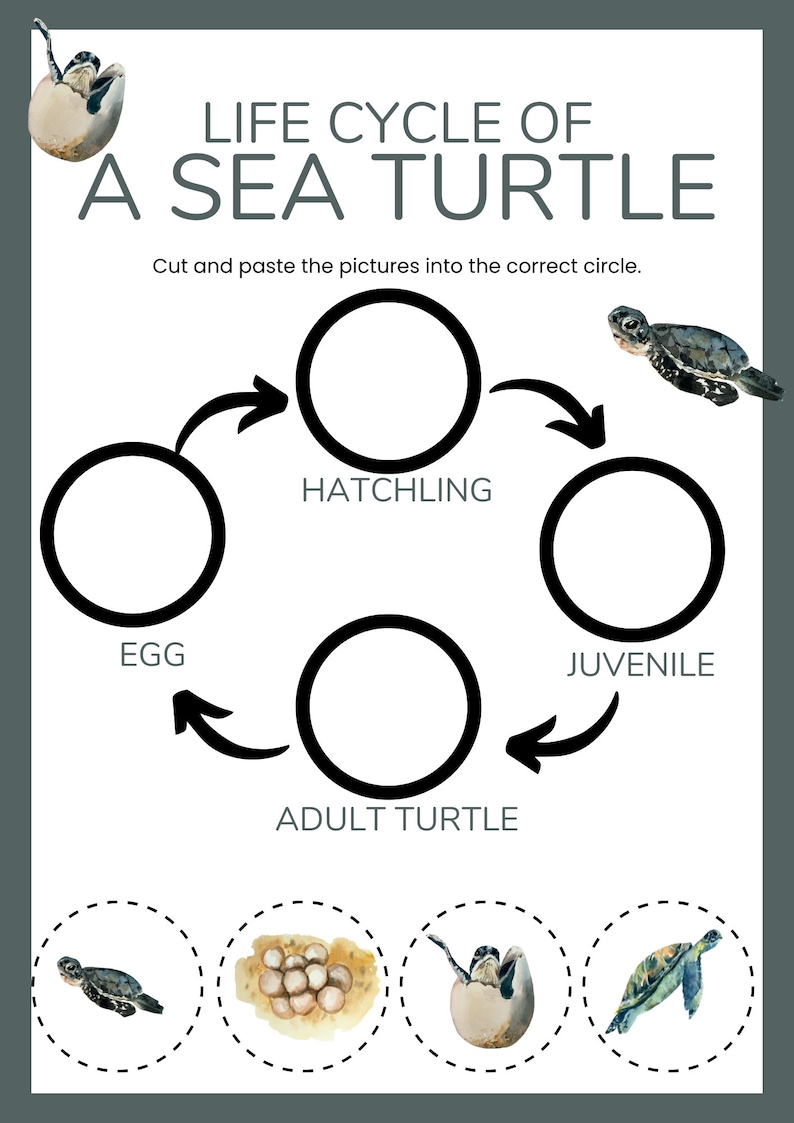 Sea Turtle Life Cycle Print + Sequencing Activity - Etsy