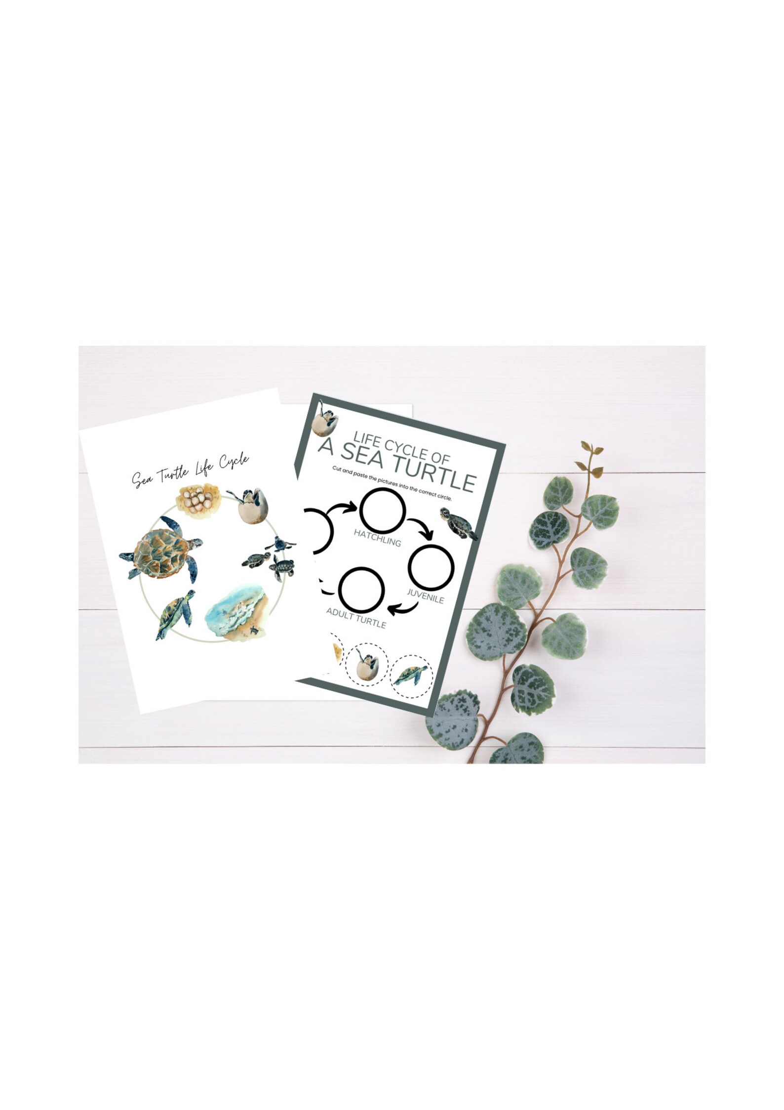 Sea Turtle Life Cycle Print + Sequencing Activity - Etsy