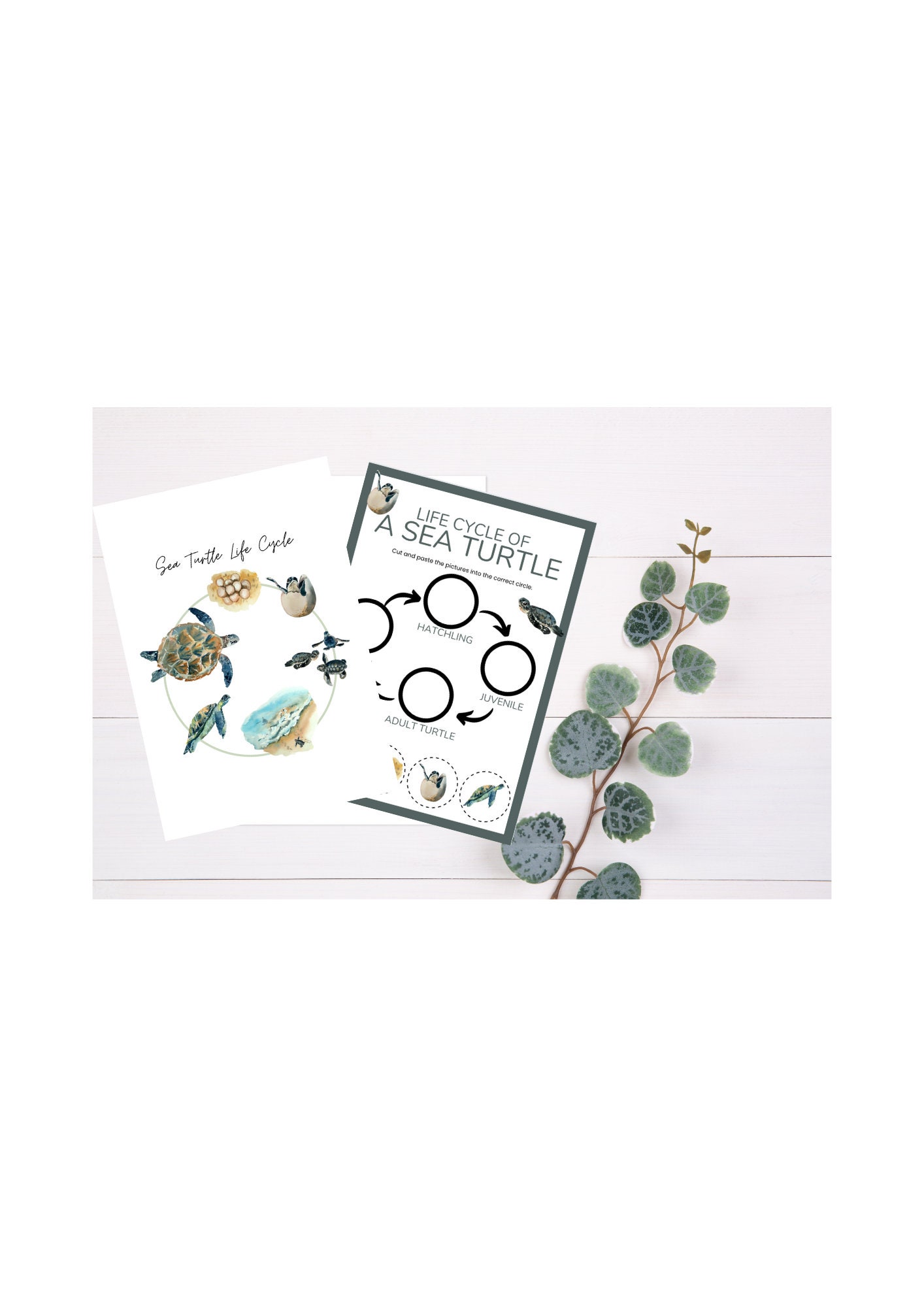 Sea Turtle Life Cycle Print + Sequencing Activity - Etsy