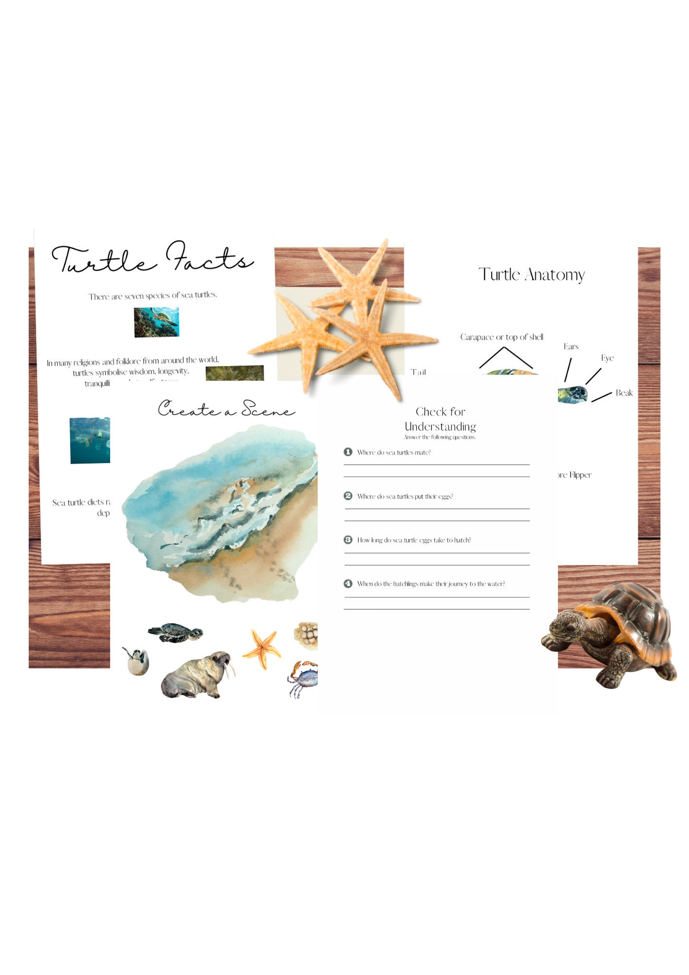 Sea Turtles Unit Study Montessori Homeschool - Etsy