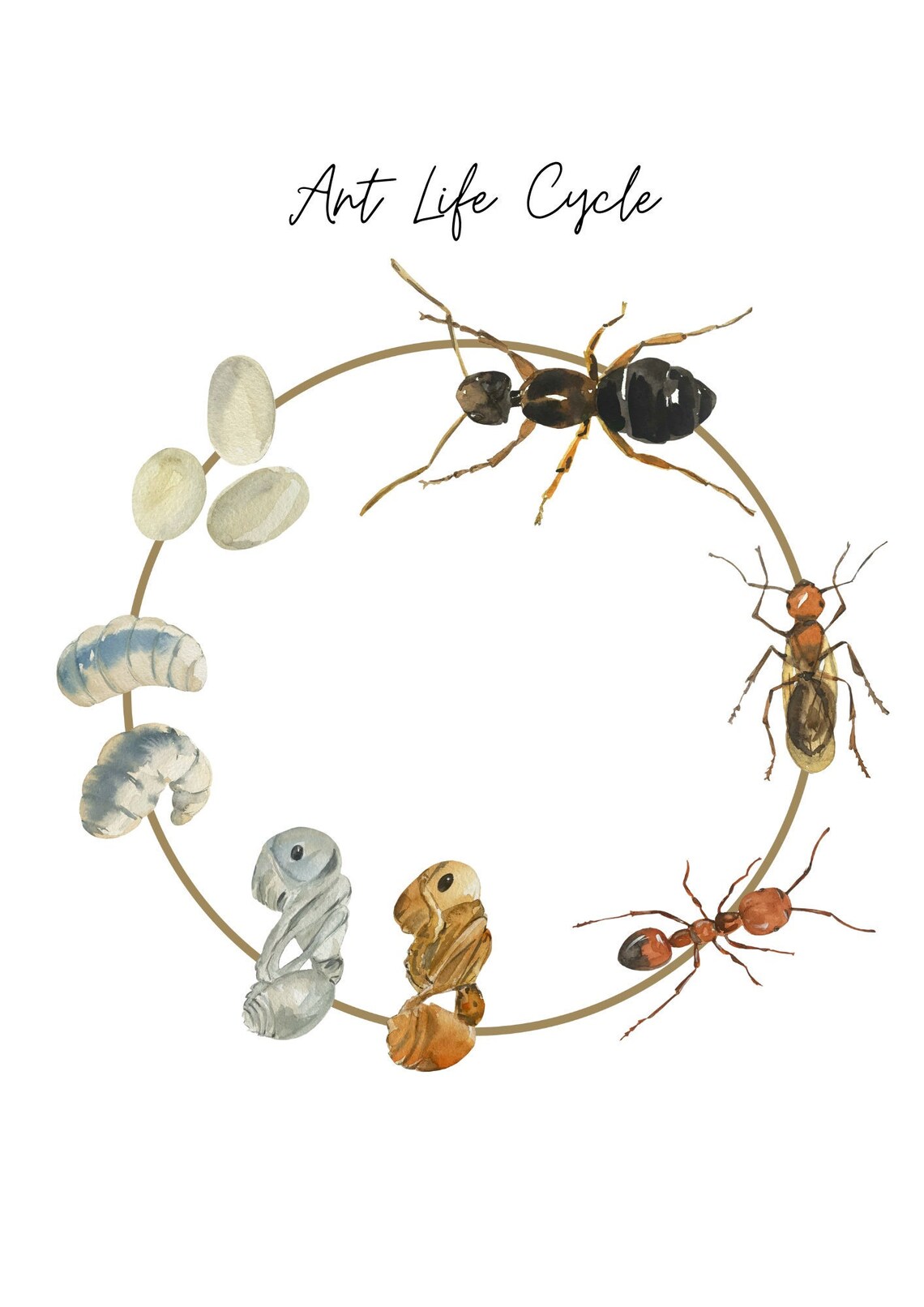 Ant Life Cycle Digital Poster - Etsy