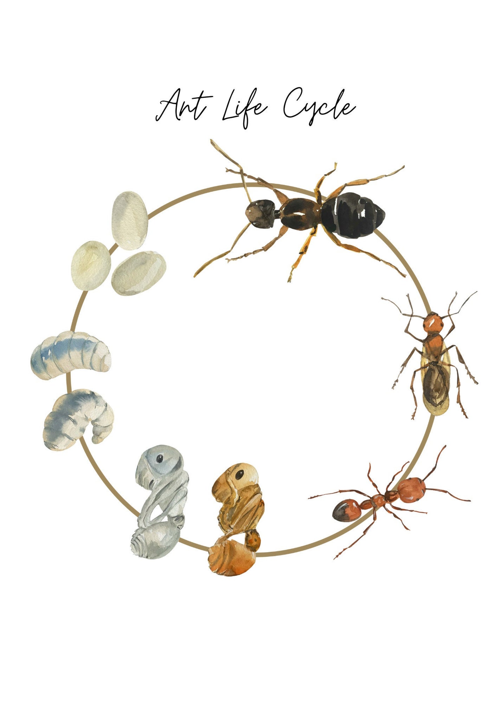 Ant Life Cycle Digital Poster - Etsy