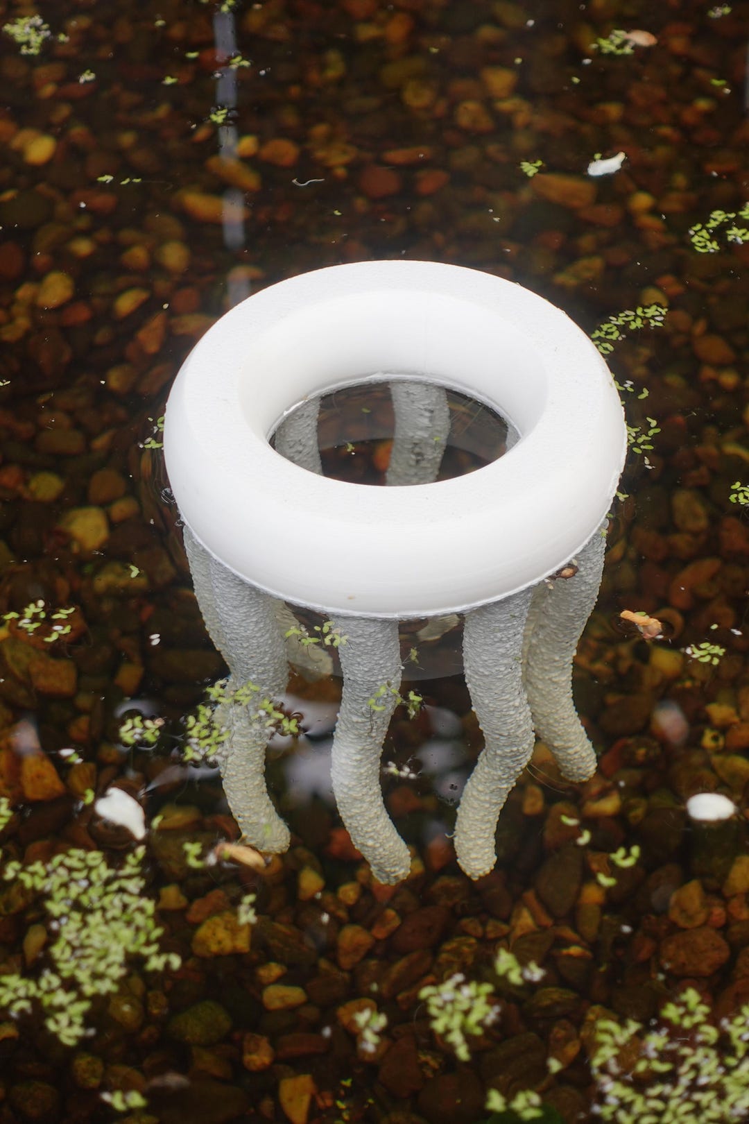 Medaka Ricefish Breeding Ring Jellyfish Fish Egg Laying Floating ...