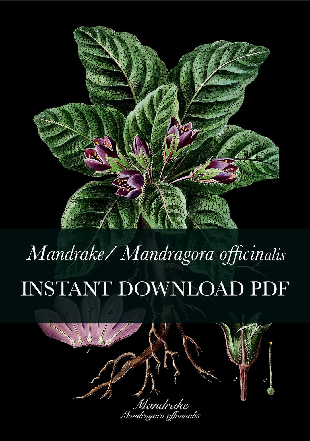 Mandrake/ Mandragora Officinalis Botanical Illustration Instant ...