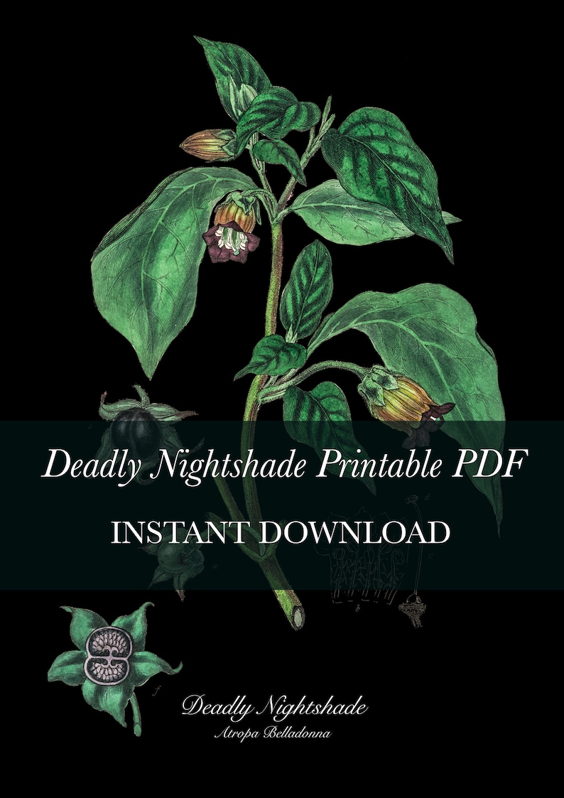 Set of 7 Poisonous Plants Botanical Art Monkshood, Henbane, Deadly ...