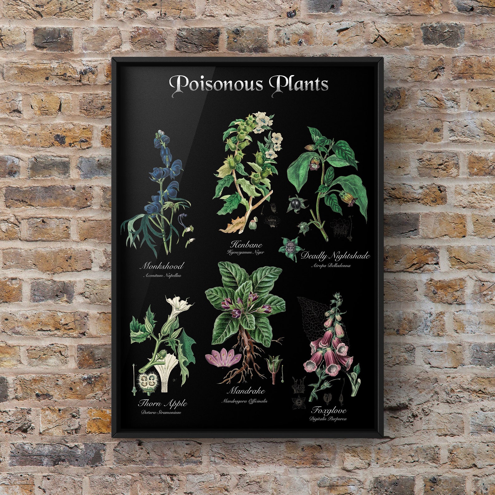 Set of 7 Poisonous Plants Botanical Art Monkshood, Henbane, Deadly ...