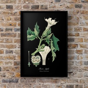 Set of 7 Poisonous Plants Botanical Art Monkshood, Henbane, Deadly ...
