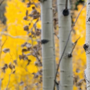 Aspen Trees During Fall - Etsy