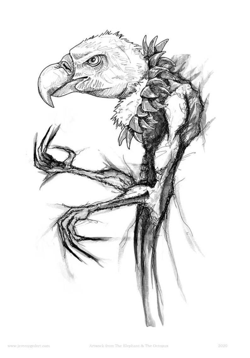 Animal Story Fable Pen Ink Drawing Giclee Prints From the Book the ...