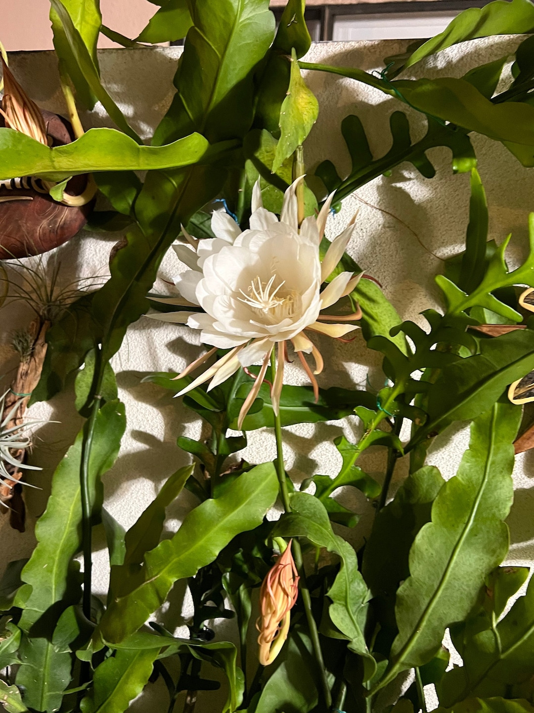 Queen of the Night - Epiphyllum Oxypetalum - Plant Cutting - Etsy