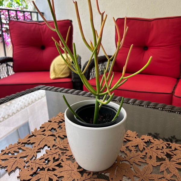 Fire Sticks Succulent - Etsy