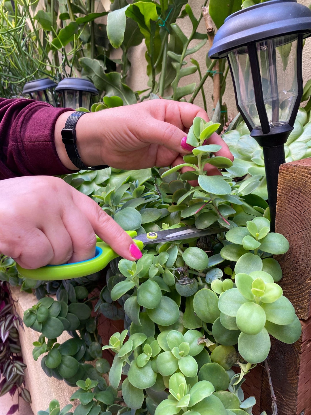 Kleinia Petraea - Creeping/weeping/trailing Jade - Plant Cutting ...