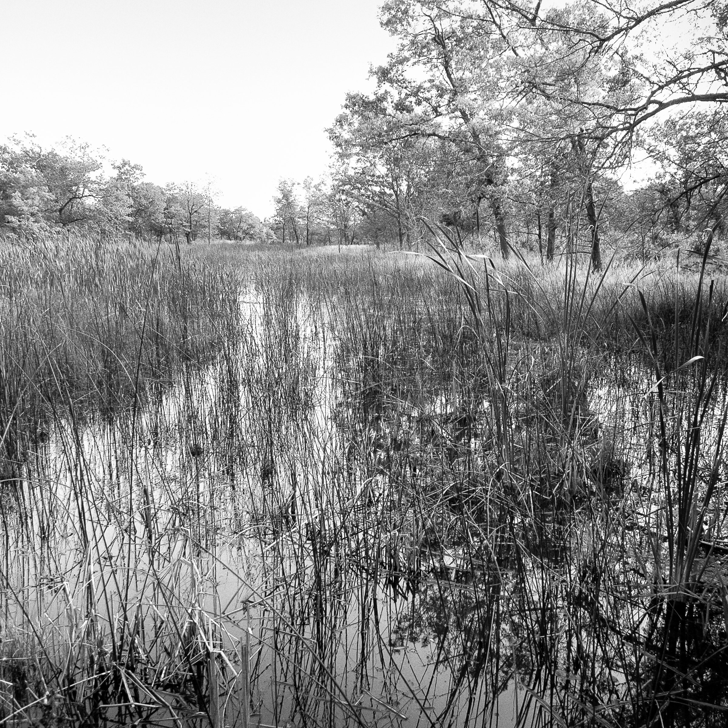 Swale Cattails | Fine Art Black and White Photograph - Etsy