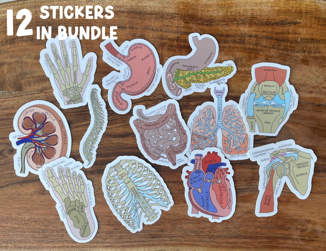 Anatomy Bundle Sticker Pack, Xray Sticker, Labeled Sticker, Bones, Body ...