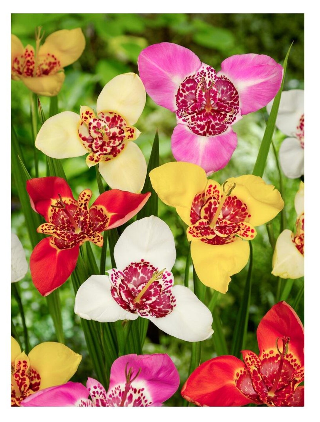 Tigridia Pavonia Mixed Bulbs Summer Flowering Perennial Easy to Grow ...
