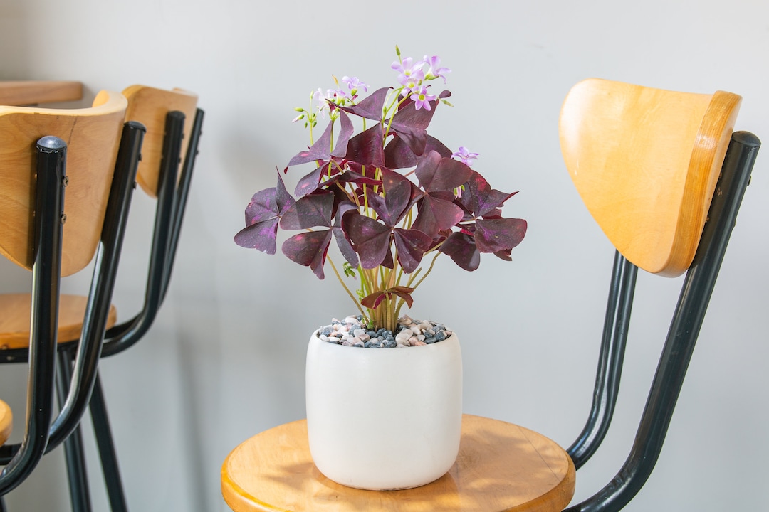 10 X Oxalis Triangularis Bulbs Purple Shamrock Spring Summer Flowering ...