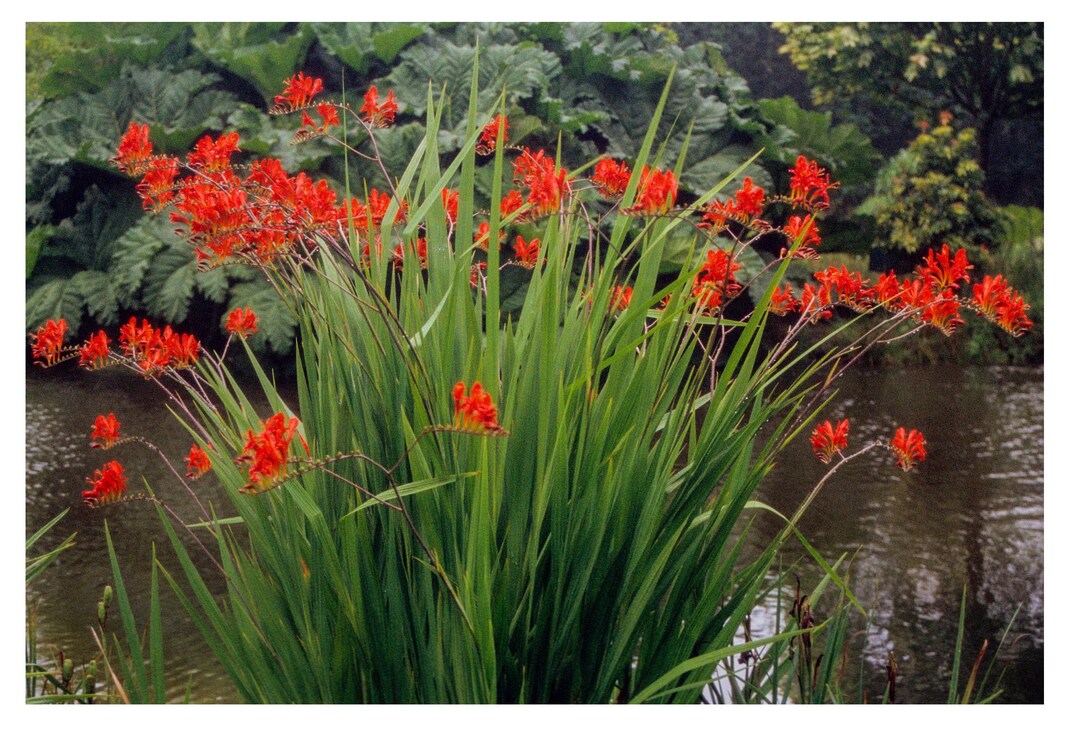 Crocosmia Lucifer Summer Flowering Bulbs Firey Stars Spring Planting ...