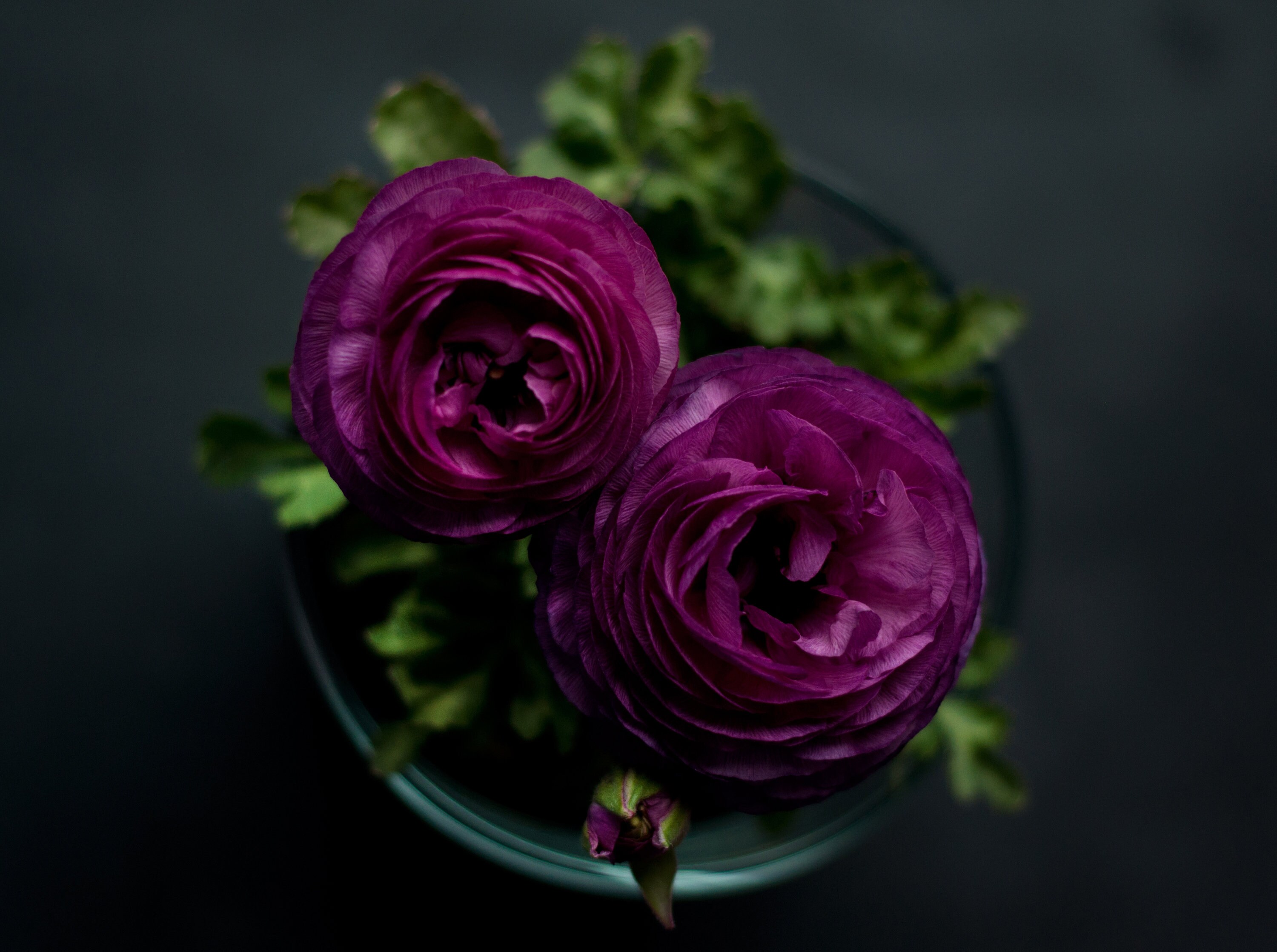 10 X Ranunculus Purple Summer Flowering Bulbs Persian Buttercup Aviv ...