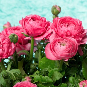 10 X Ranunculus Pink Summer Flowering Bulbs Persian Buttercup Aviv ...