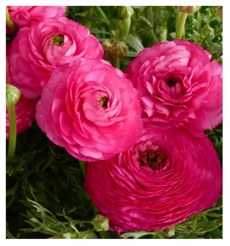 10 X Ranunculus Pink Summer Flowering Bulbs Persian Buttercup Aviv ...